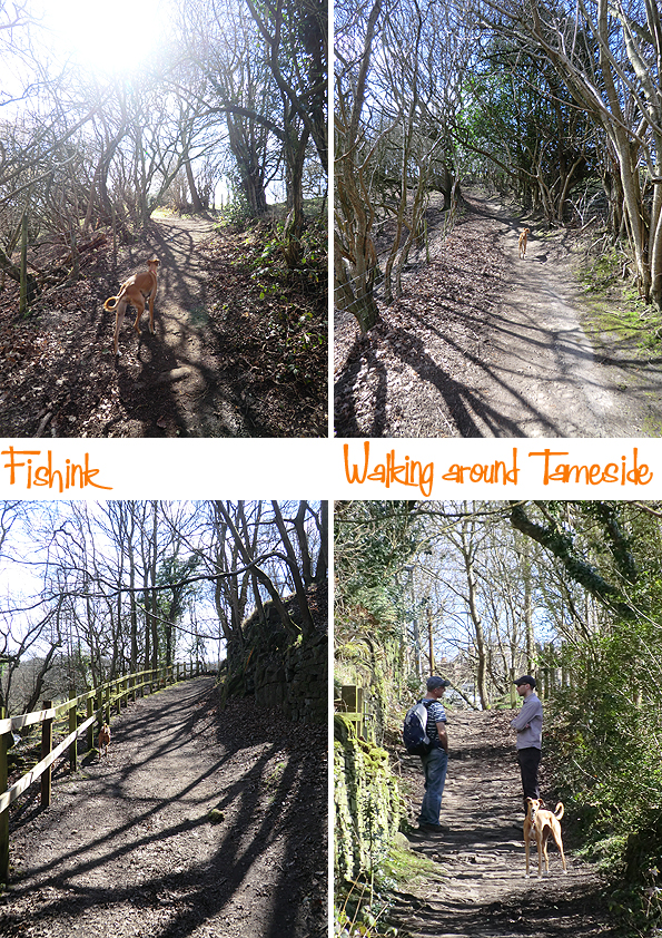 Fishink Walks Broadbottom to Coombes Ridge