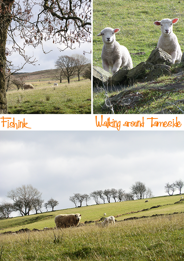 Fishink Walks Broadbottom to Coombes Ridge